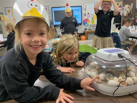 Adm Pen Pals Poultry This Black Sex Link Chicken Is Approximately 15