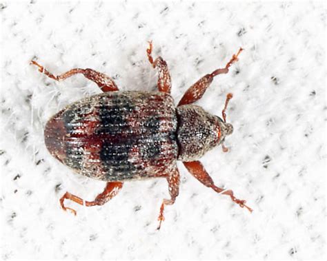 Conotrachelus Recessus Bugguidenet