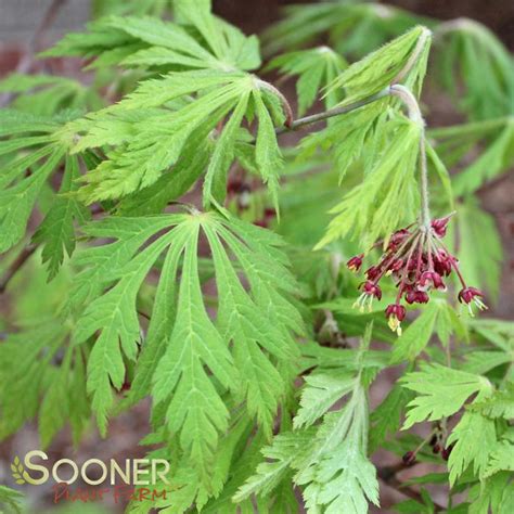 Dancing Peacock Japanese Maple Colorful Accent Tree