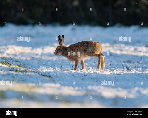 A Wild Brown Hare Lepus Europaeus In Winter Running Through A