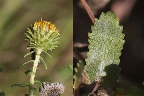 Curlycup Gumweed Oklahoma State University