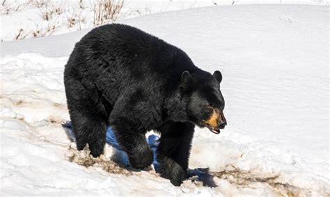 Bears In Yosemite Population And Where You Might Encounter Them A Z