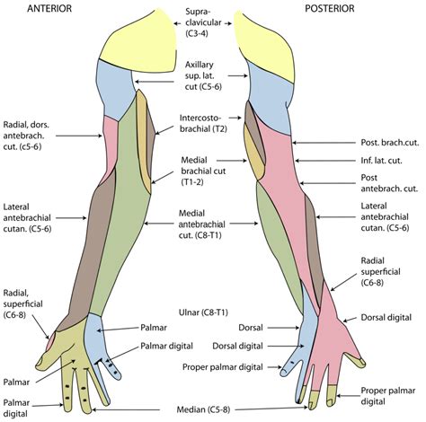 Dermatomes Of Arm And Hand Dermatomes Chart And Map