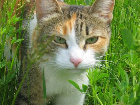 Hunter Kitty — Russian Cats Pictures