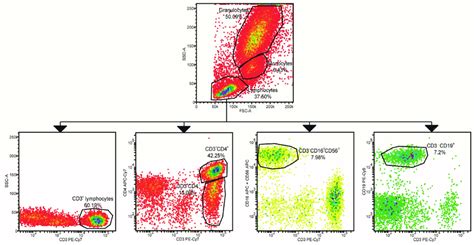 Leukocyte Population Gating Strategy Lymphocytes Monocytes And Download Scientific Diagram