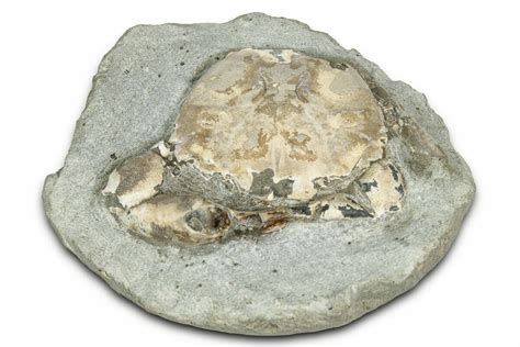 14 Oligocene Fossil Crab Branchioplax Washington State 355010