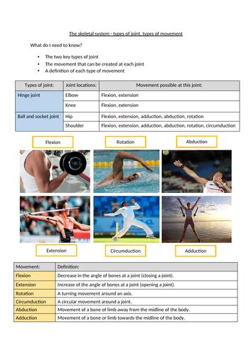 Ocr Gcse Pe The Skeletal System Types Of Joint Types Of Movement