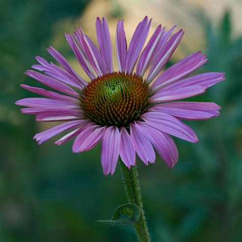 Coneflower Varieties