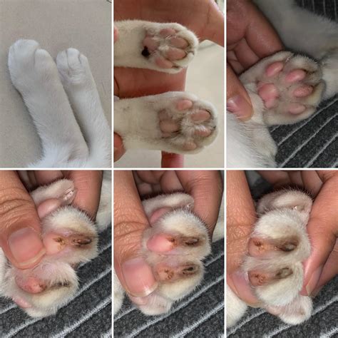 Cat Paw Bleeding Nail At Carol Connell Blog