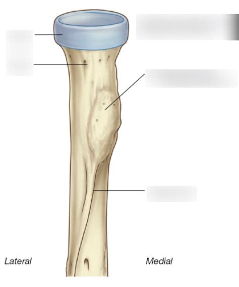 Diagram Of Proximal Radius Quizlet