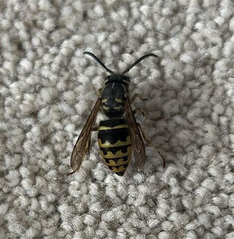 Wasp Identification R Wasps