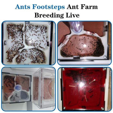 Mua Ant Farm Nest Science Diy Terrarium Kit Care For Live Ants Ant