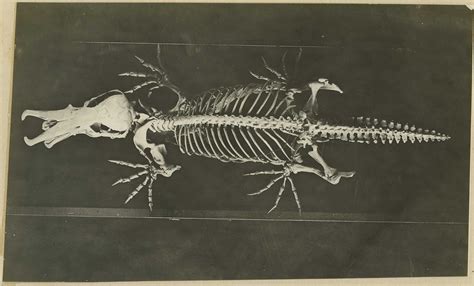 Platypus Skeleton Reeve 001560 1 National Museum Of Health And Medicine A Photo On Flickriver
