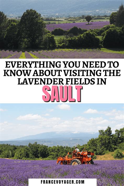 How To Visit The Lavender Fields In Sault Full Itinerary Map And Gps