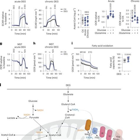 Glutarate Is An Endogenous Regulator Of Cd8⁺ T Cell Function Ab
