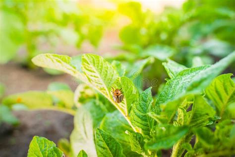 Mating Colorado Potato Beetles On A Potato Leaf Oviposition Of Potato