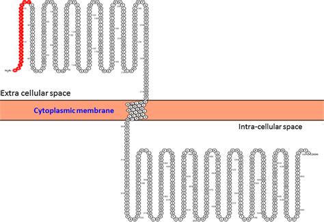 Schematic Representation Of The Putative Protein Encoded By The Gsh118