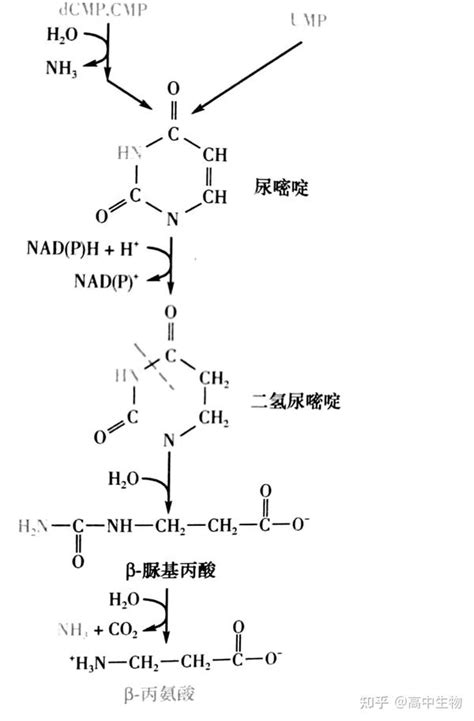 Nadph 和 Nadh及其代谢中的作用 知乎
