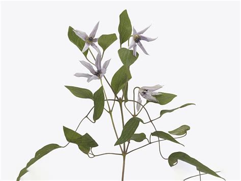 Clematis Amazing Miami