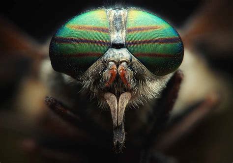 Digital Macro Insect Photography 67 Images From Master Macro