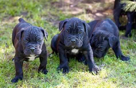 Premium Photo Cane Corso Puppy