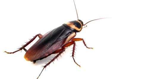Cockroach Walking Red Carpet At Met Gala Goes Viral Gets Crushed