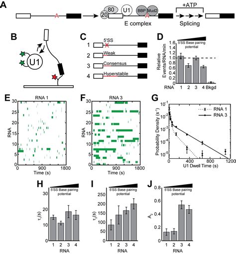 Figures And Data In Dynamics And Consequences Of Spliceosome E Complex