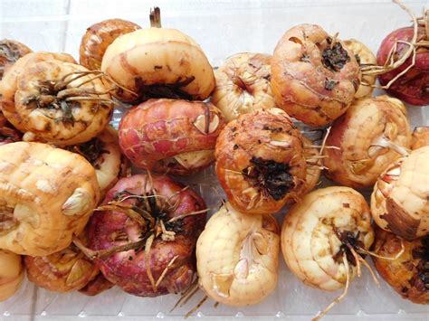 Seedball Gladiola Pixabay上的免费照片 Pixabay