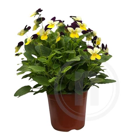 Viol Tricolour øko Fra Rosborg Leveret Med