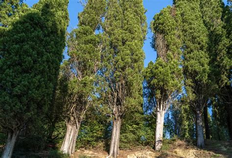 How To Grow And Care For Italian Cypress