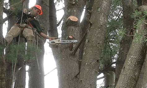 Hazard Tree Assessment Services Bennington Vt