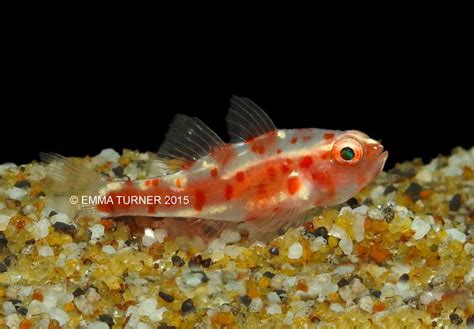 Vibrant Firecracker Goby Expert Care Guide