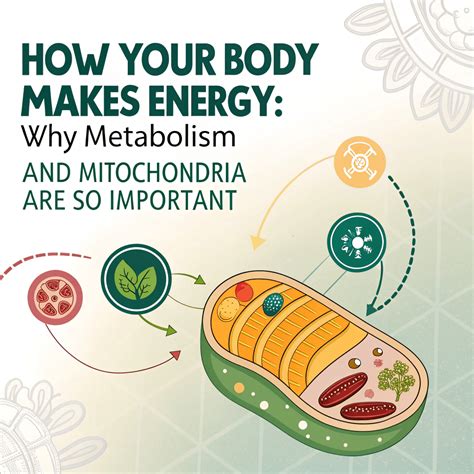 Unlocking Energy The Vital Role Of Metabolism And Mitochondria Explained