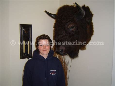 Buffalo Head Mount Or Taxidermy Buffalo