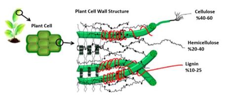 Plant Cell Wall Components 25 Download Scientific Diagram