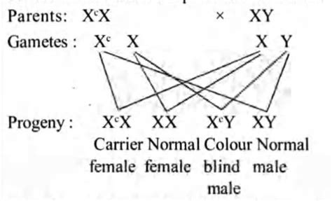 Normal Male Genotype