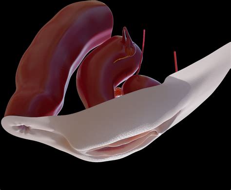 Sexe Anathomy Shape Key White Android And Ebony Texture 3d Model