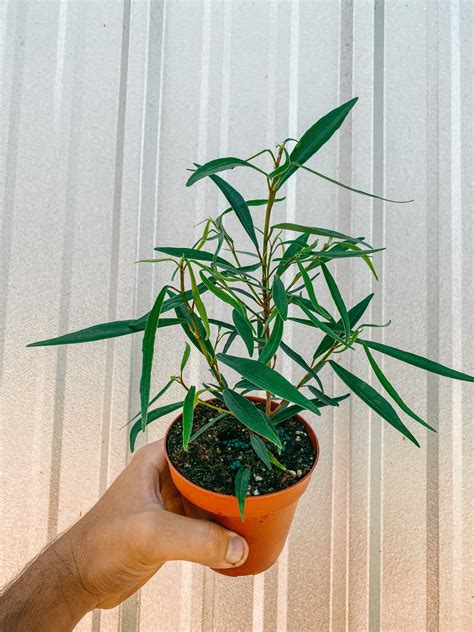 4 Ficus Salicifolia