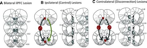 Infralimbic Prefrontal Cortex Interacts With Nucleus Accumbens Shell To