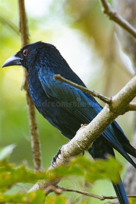An Australian Spangled Drongo Bird Stock Image Image Of Australian