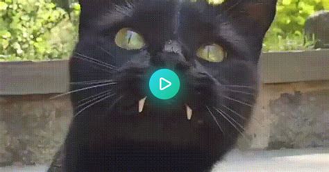 Count Catula  On Imgur