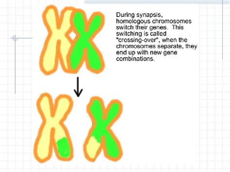 Chapter 13 Rq 1 What Are Hereditary Units