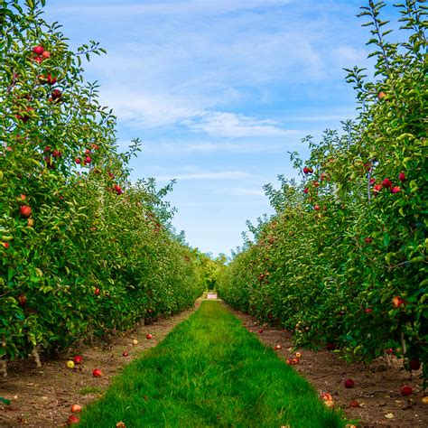 Apple Hill Placerville California