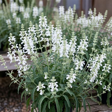 Salvia Nemorosa Lyrical White Tandee And Van Den Berk Nurseries