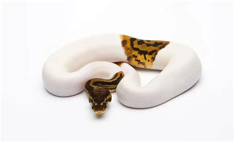 Top 50 Most Popular Ball Python Morphs And Colors With Pictures