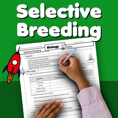 Selective Breeding Home Learning Worksheet Gcse Uk