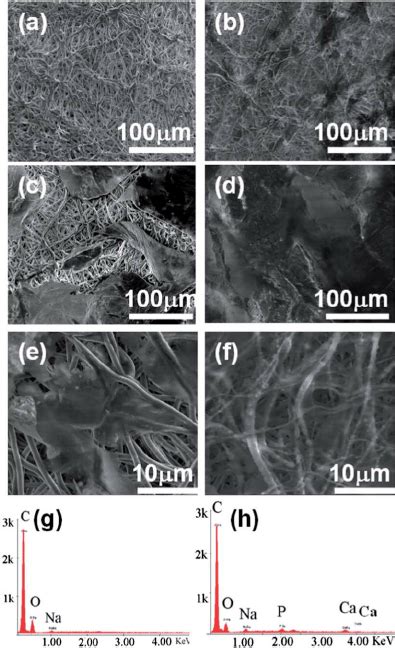 Osteogenic Relative Gene Expression Expression Levels Were Normalized