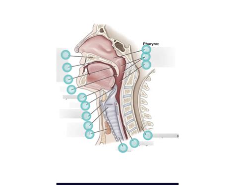 Pharynx Midsagittal Labeling Quiz