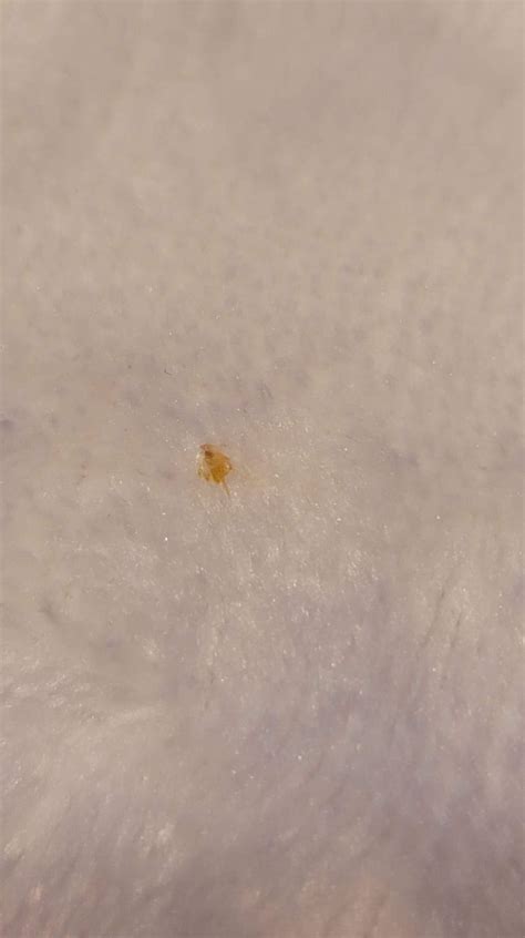 On A Blanket Rbugidentification