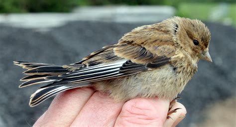 Another Bird Blog The Quarry Birds